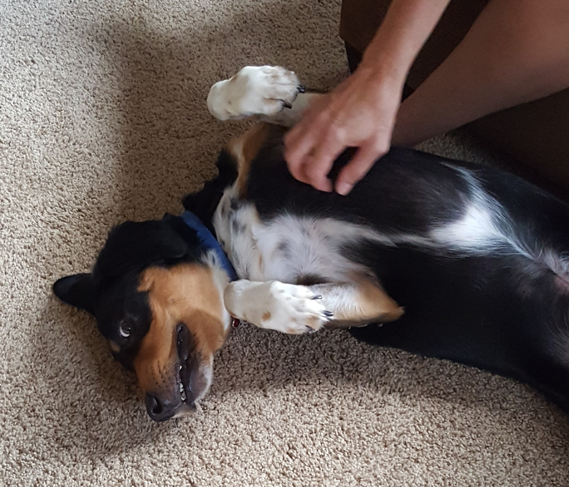 Belly scratch! – The Suburban Wundermutt