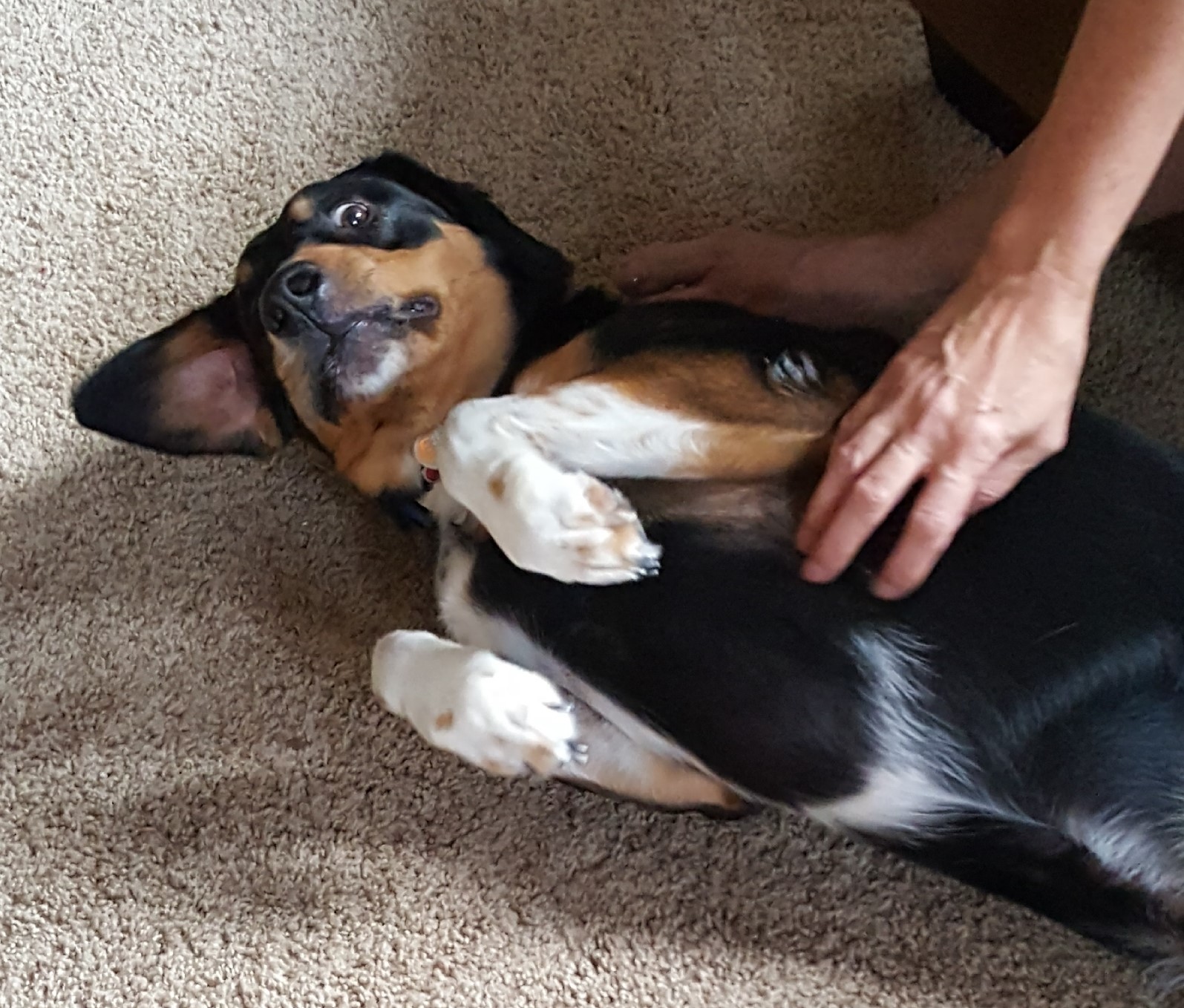 Belly scratch! – The Suburban Wundermutt