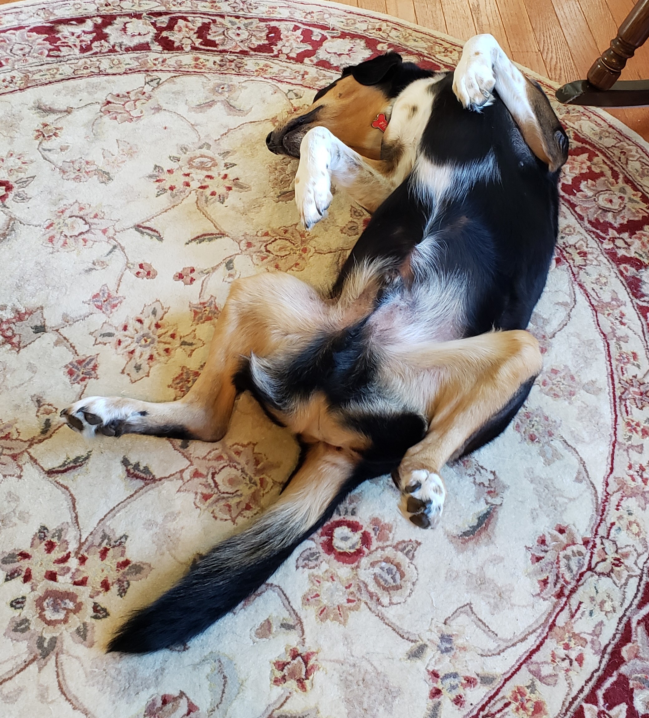 Drama in the Cul-de-sac Jungle – The Suburban Wundermutt